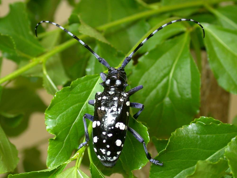 Asiatisk sitrustrebukk