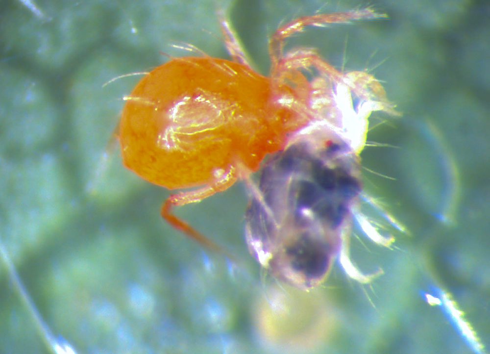 Phytoseiulus persimilis