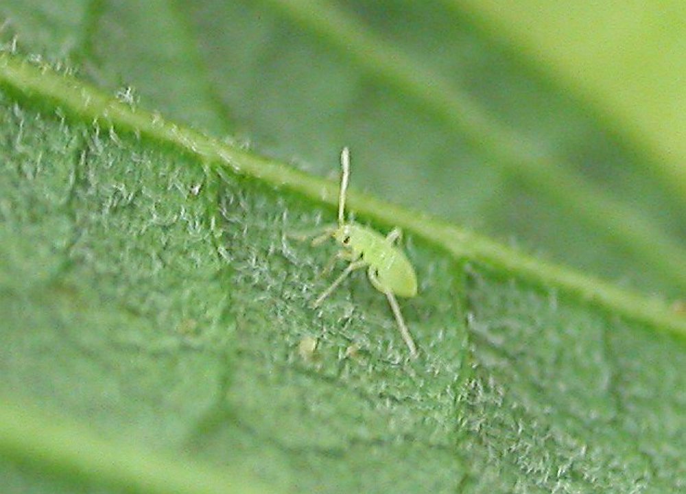 Macrolophus pygmaeus