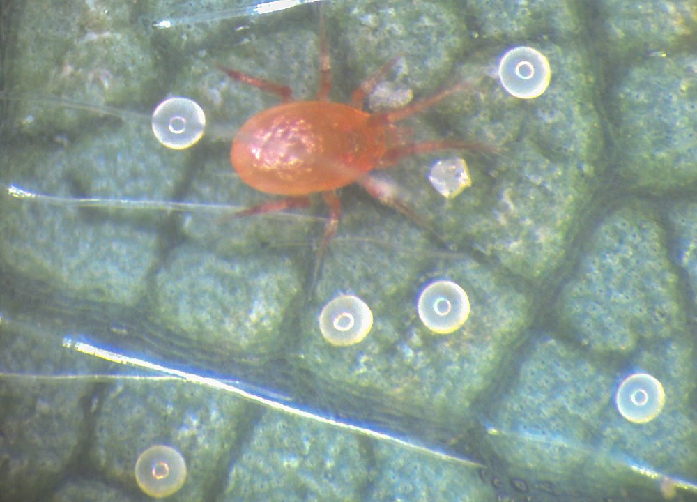 Phytoseiulus persimilis