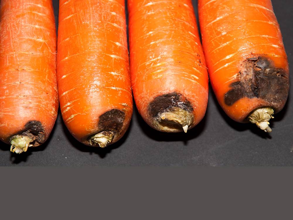 Fusariumråte i gulrot